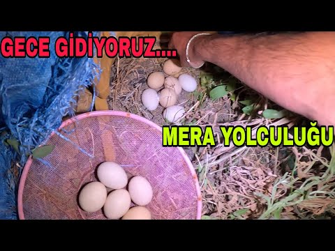 GECE GECE GİDİYORUZ~YENİ MERAYA YOLCULUK~TAVUKLARIN GİZLİ STOĞU
