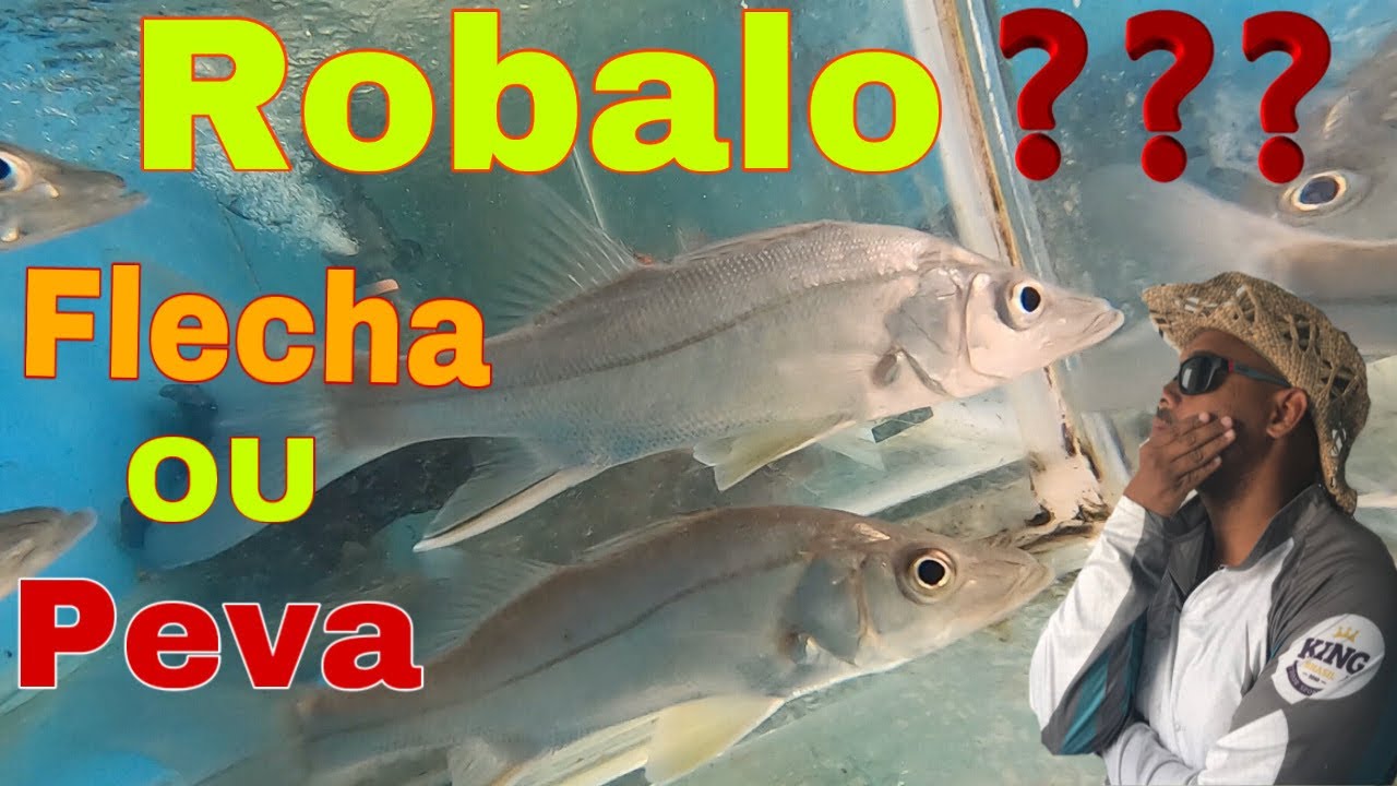 INCRÍVEL - DIFERENÇA DE ROBALO FLECHA E ROBALO PEVA !!! - YouTube