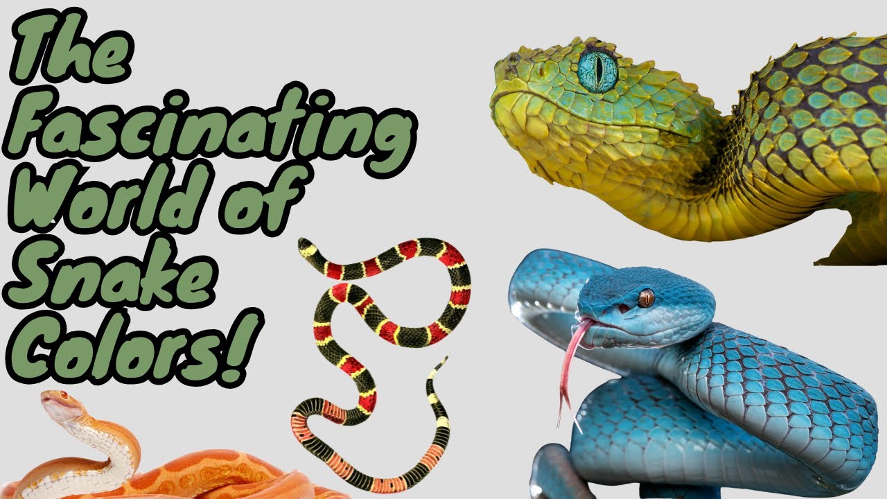 The Fascinating World of Snake Colors! - YouTube