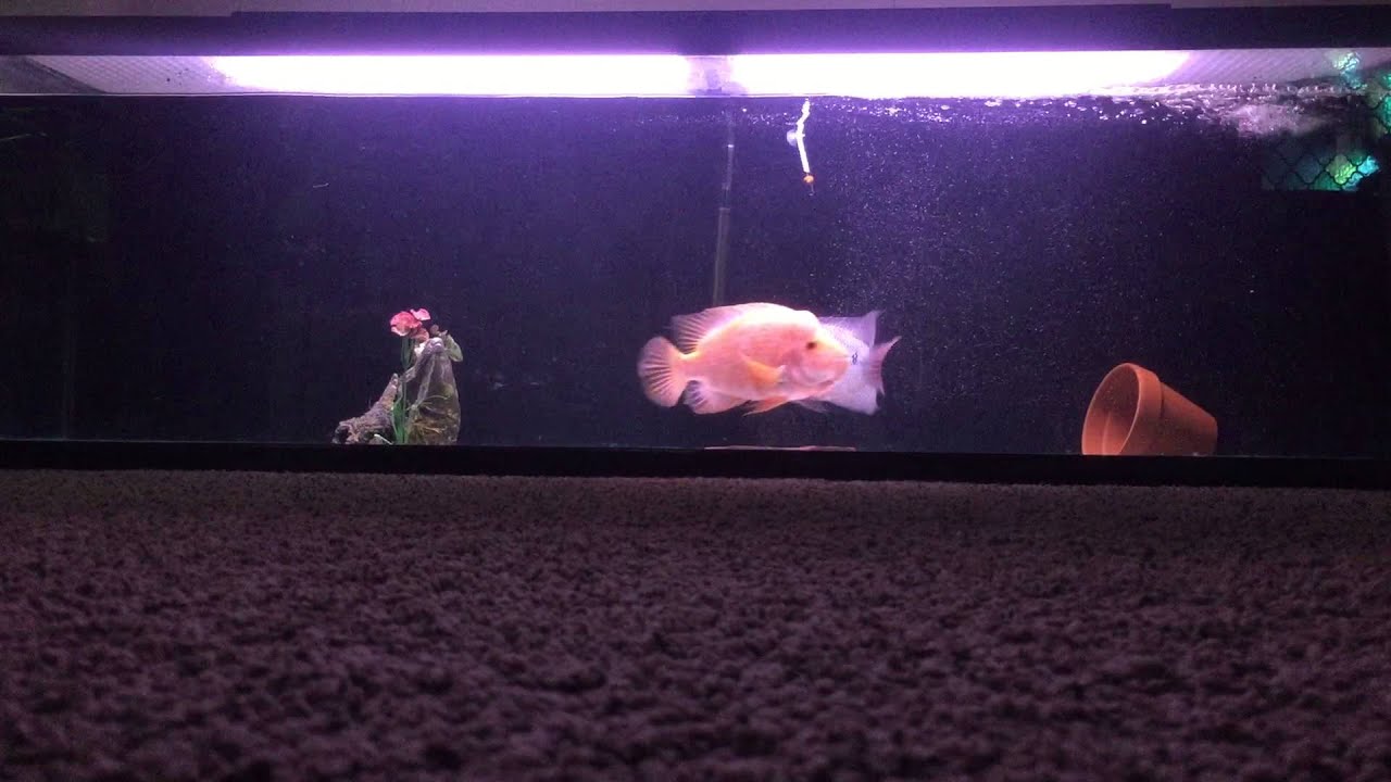 flowerhorn and midas/red devil breeding project removing divider - YouTube