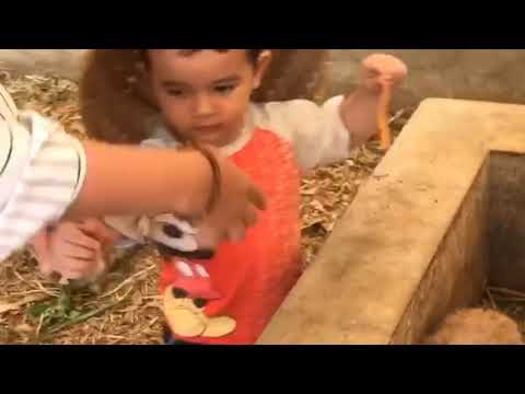 Main sama hewan ternak