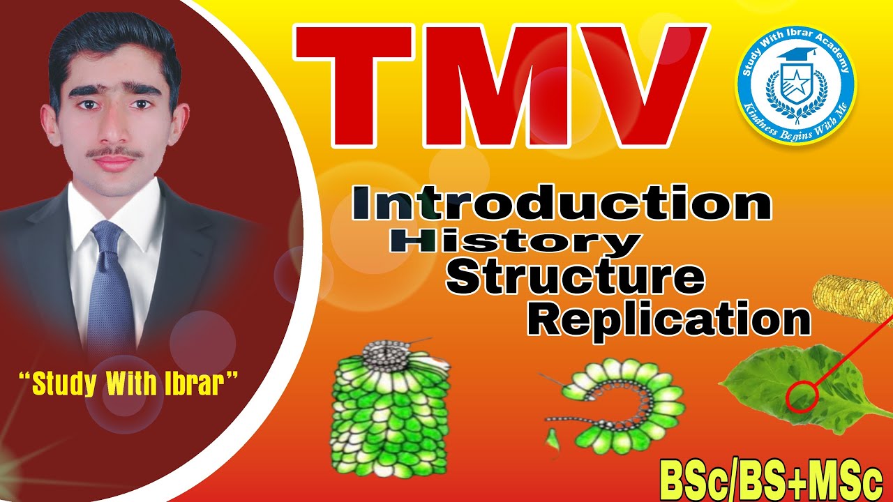 What is TMV | Structure of tobacco mosaic virus | Replication | BSc 1 ...
