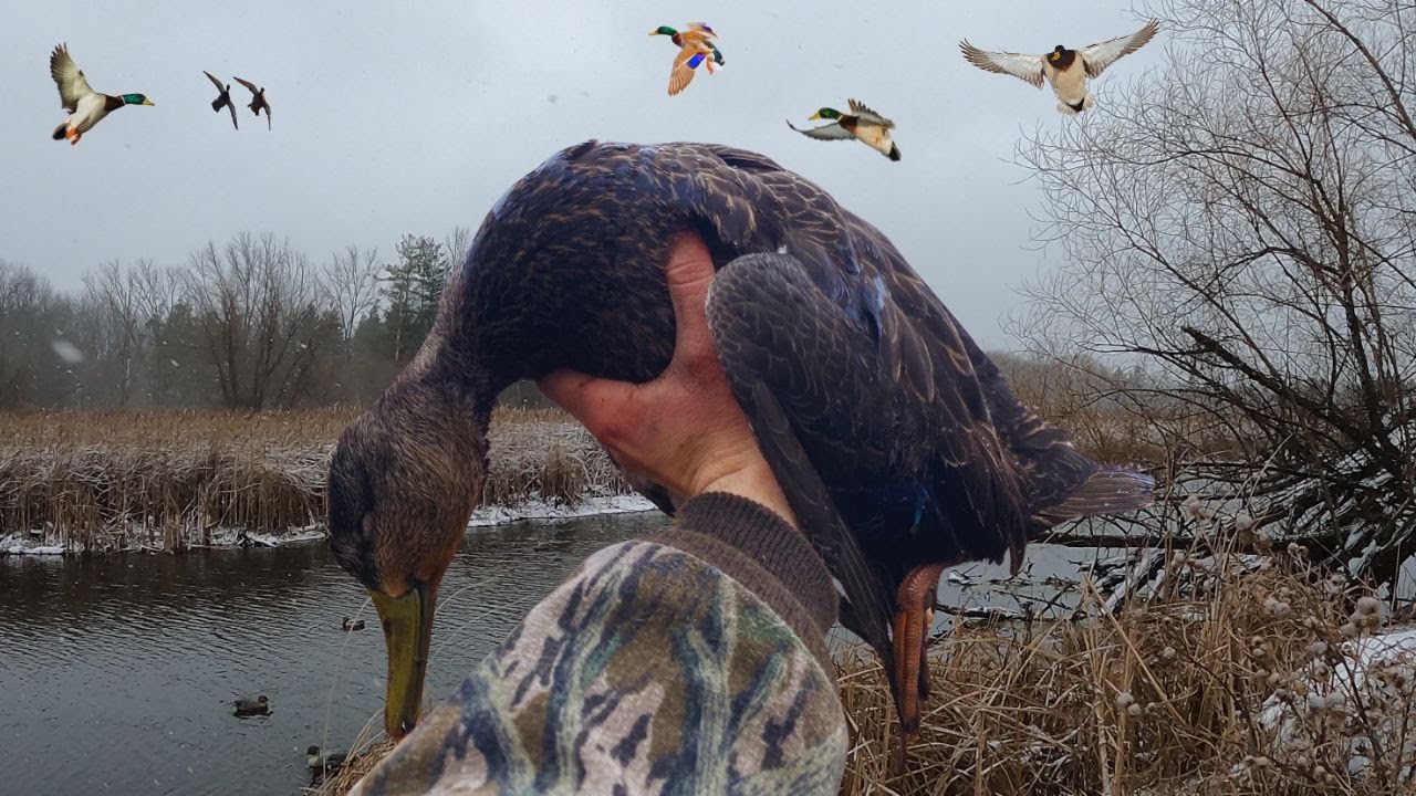 How to Actually Hunt Ducks and get RESULTS!!! - YouTube