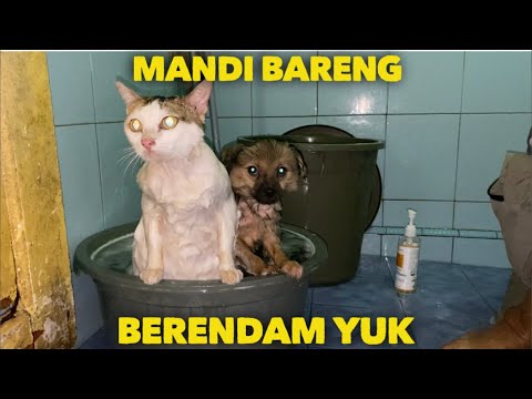 MANDI BARENG BERENDAM DALAM EMBER ANJING & KUCING