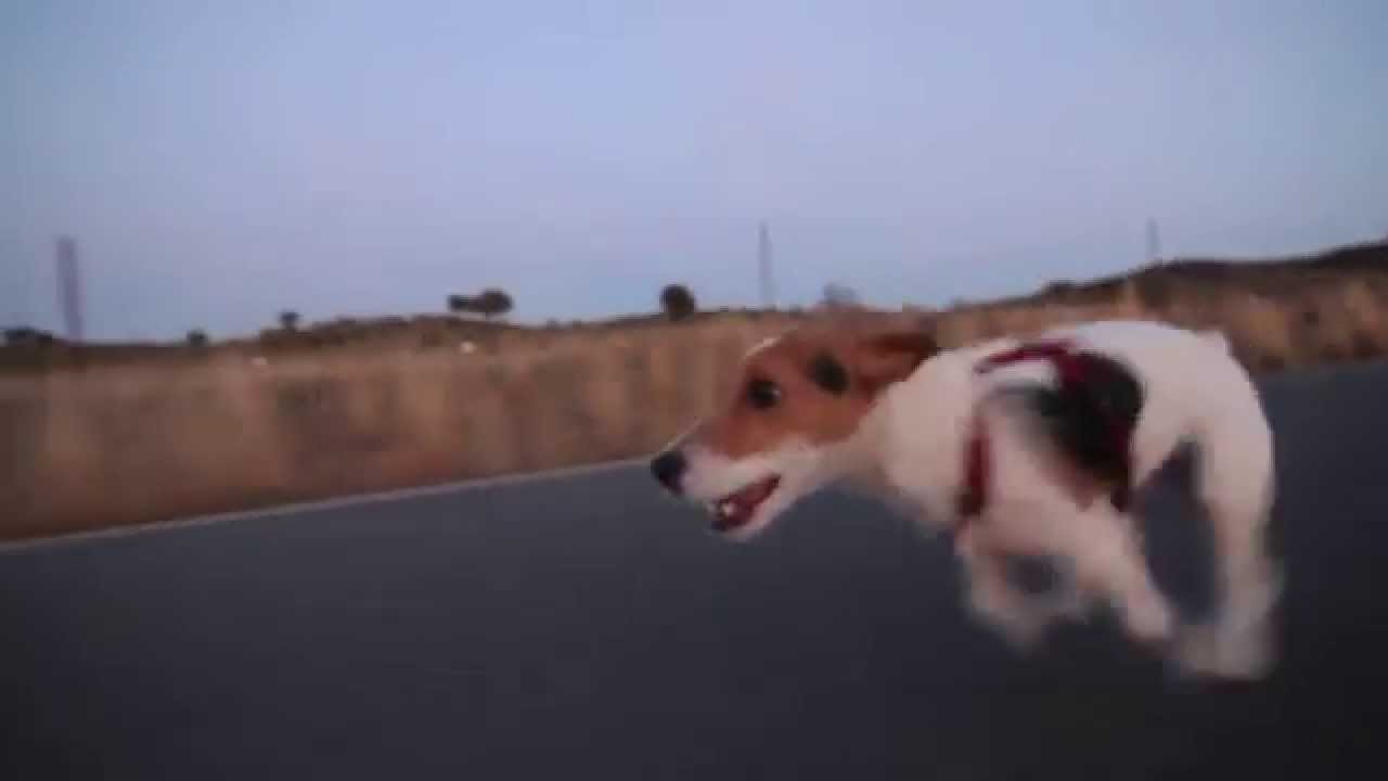 Rem the Dog Raw Run jack russel terrier running like hell - YouTube