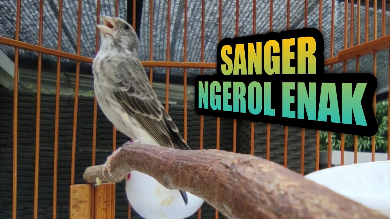 Sanger gacor suara jernih untuk masteran dan pancing bunyi - YouTube