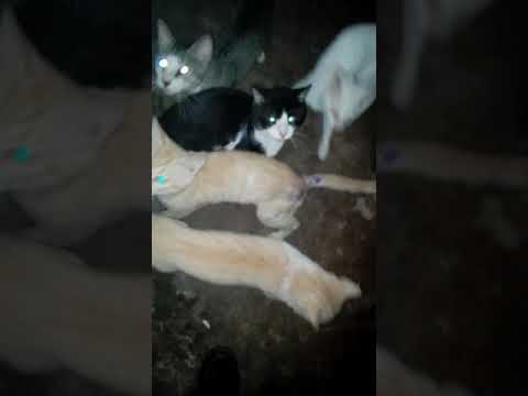 Gato imitando alarma de bomba nuclear - YouTube