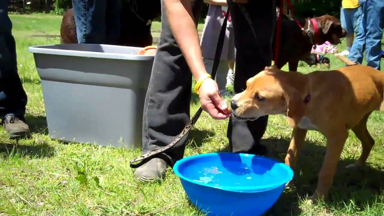 Bobbing for Hot Dogs 4 - YouTube