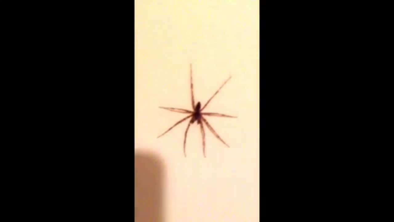 Lycosoidea juvenile (wolf spider) - YouTube