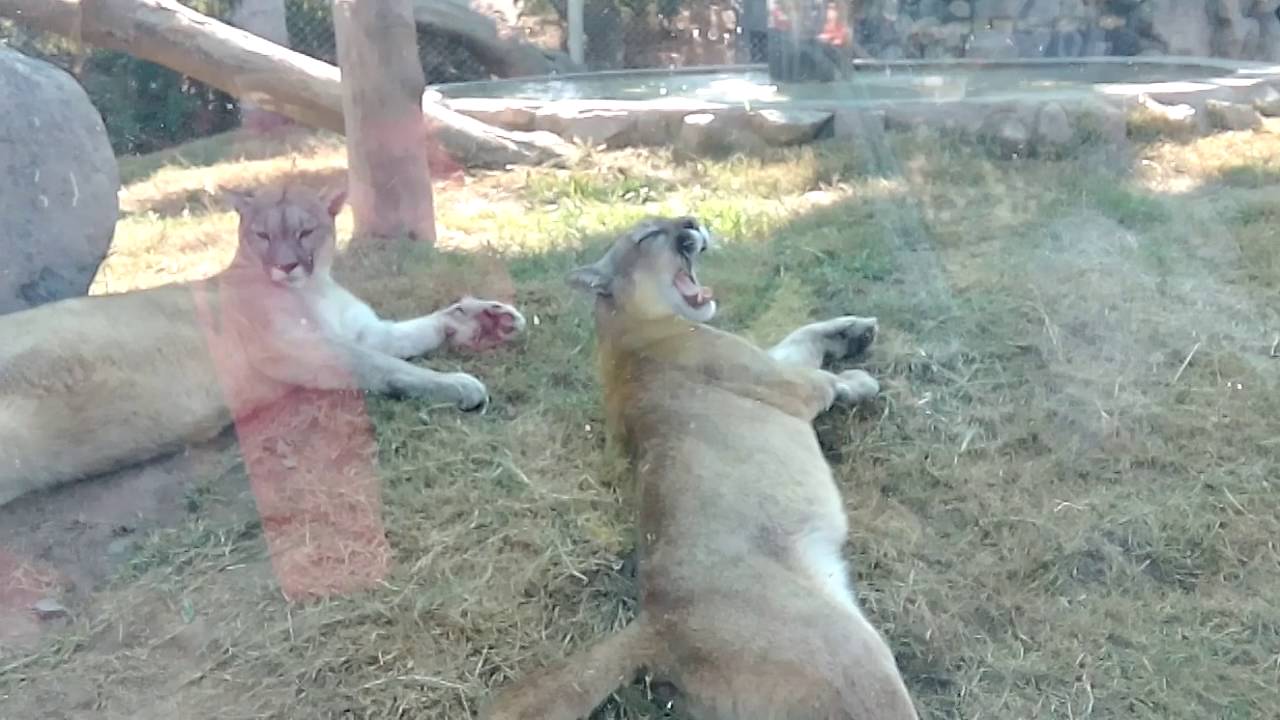 Mama puma y su cria - YouTube