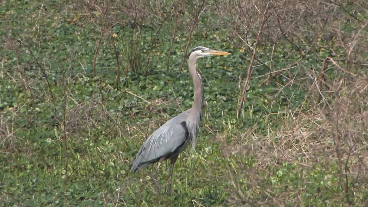 texas swamp - YouTube