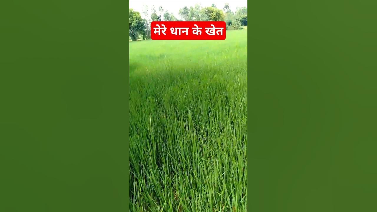 Mere dhan ke khet - YouTube