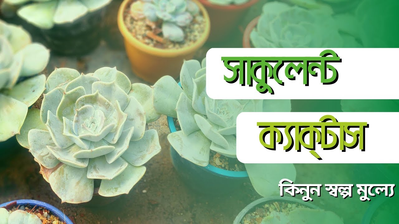 সাশ্রয়ী মুল্যে সাকুলেন্ট এবং ক্যাক্‌টাস কিনুন । Indoor Plants in Dhaka । Succulent and Cactus ...