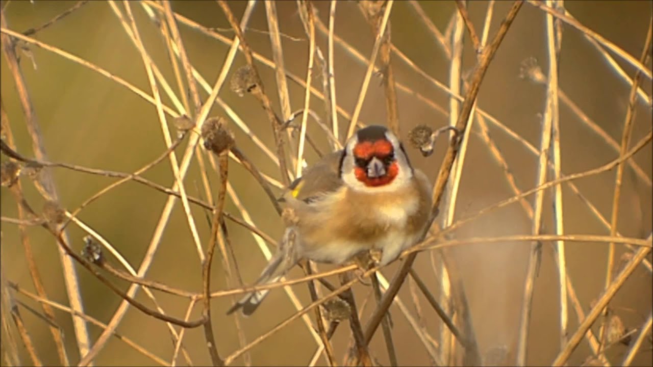 Goldfinch - Putter-Distelvink - YouTube
