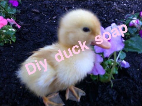 DIY DUCK SOAP!!!