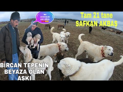 Bu gün SAFKAN AKBAŞ çiftliğindeyiz.Yavru akbaş almaya geldim.BİRCAN TEPE'NİN Beyaz aşkı