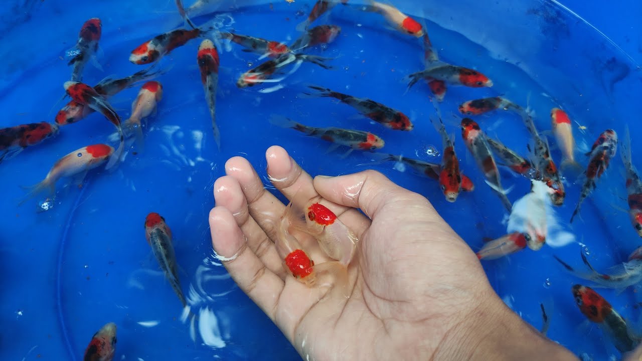 Murah banget Ikan Mas Koki Red Cap Cuma 2rb saja - IKAN HIAS - YouTube