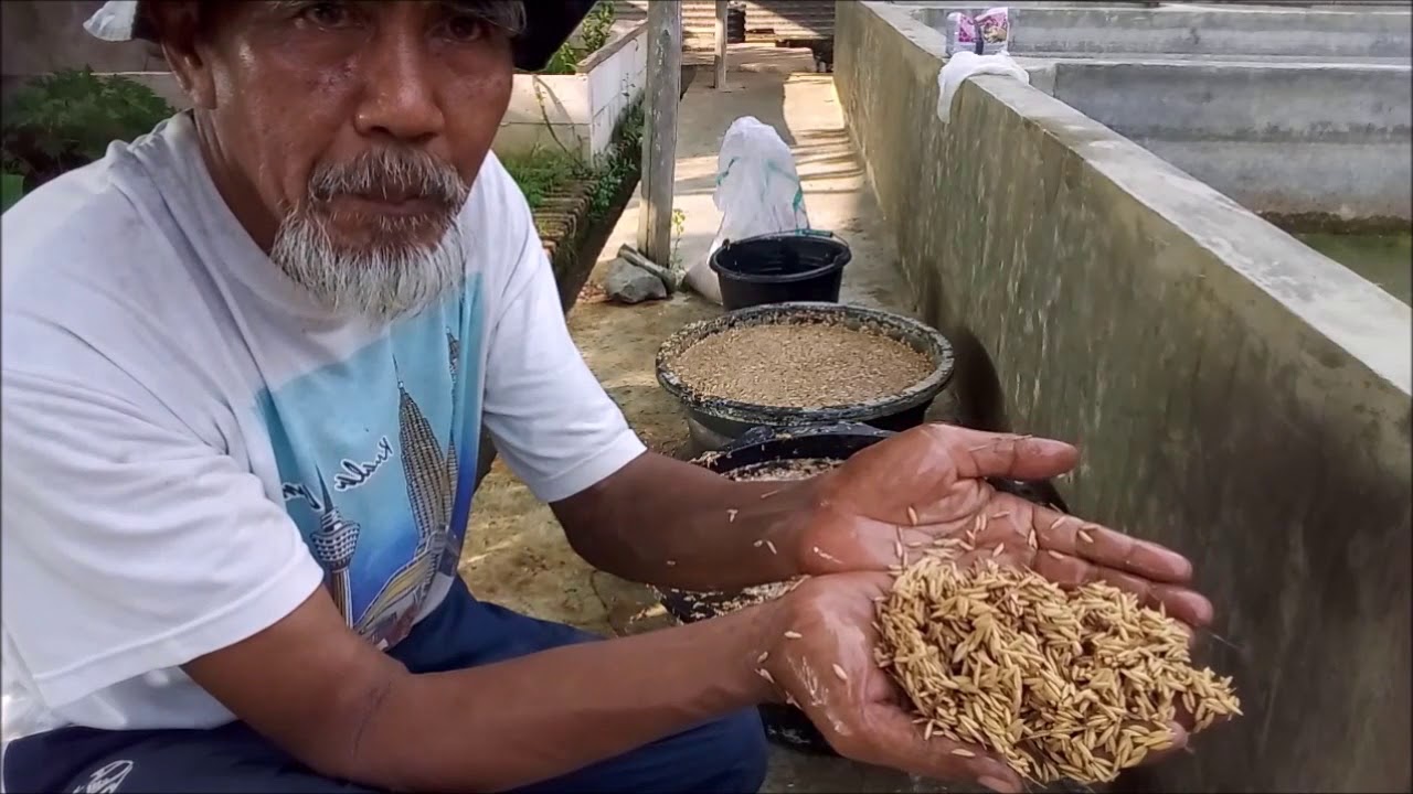 Perlakuan bulir padi untuk dijadikan benih -- Tanam Padi Merah dan ...