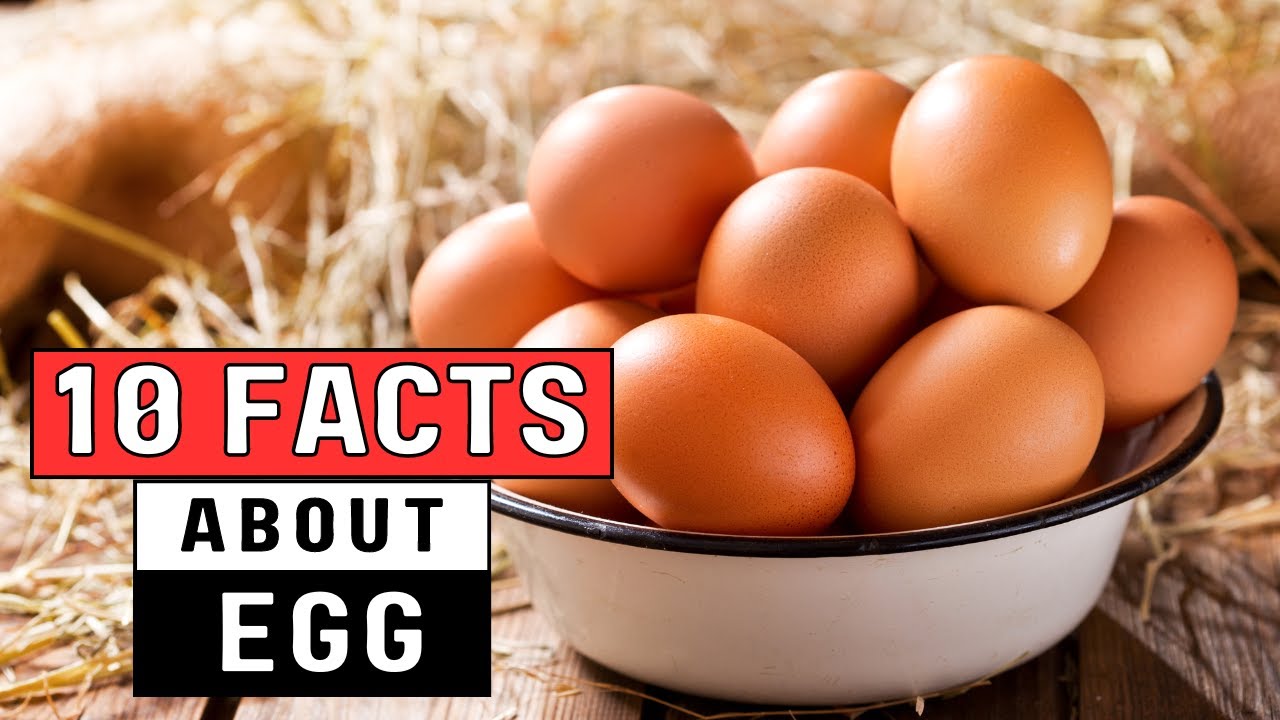 10 Interesting Facts About Egg - YouTube
