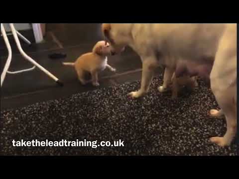 Mother dog shows how discipline works