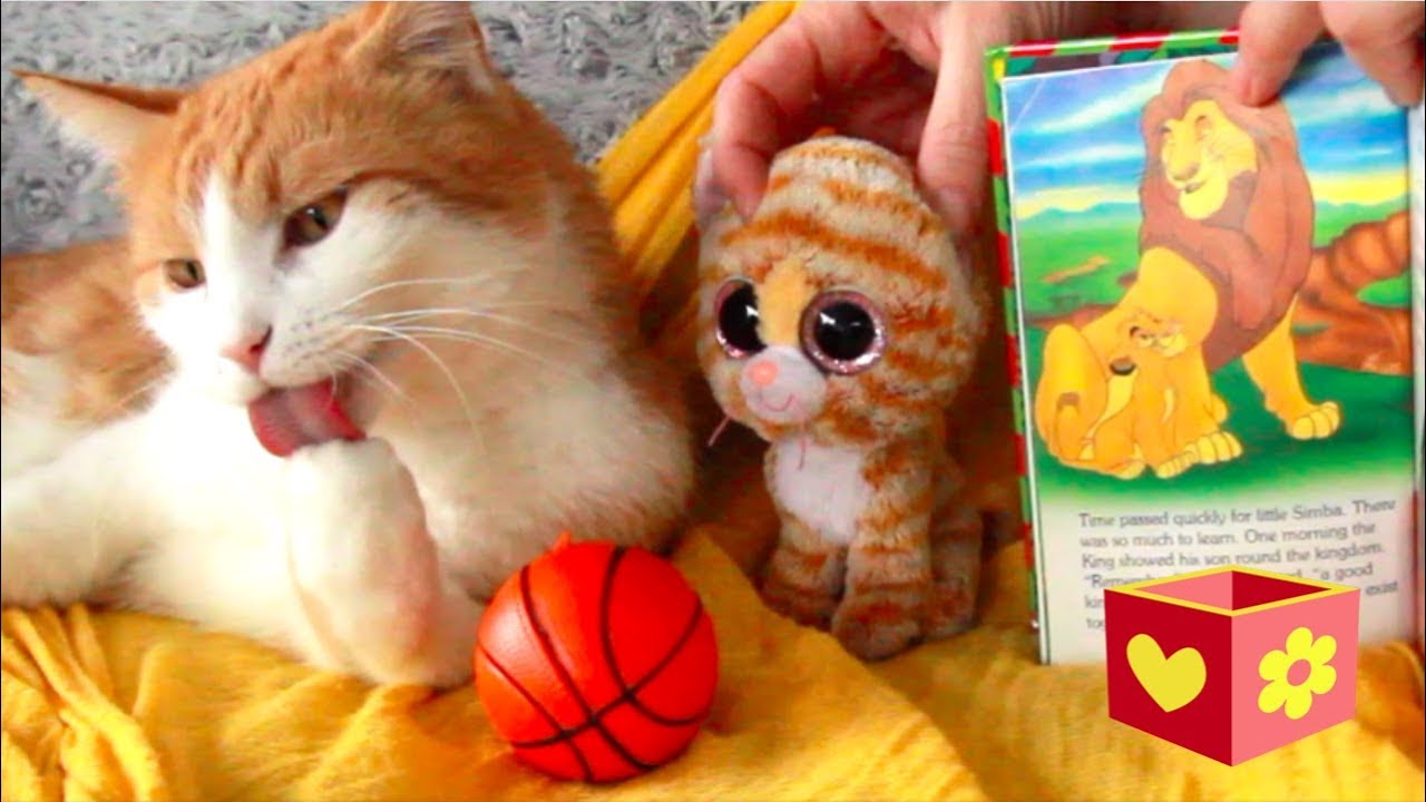 Simba and George cute cats | Bellboxes | Simba the king - YouTube