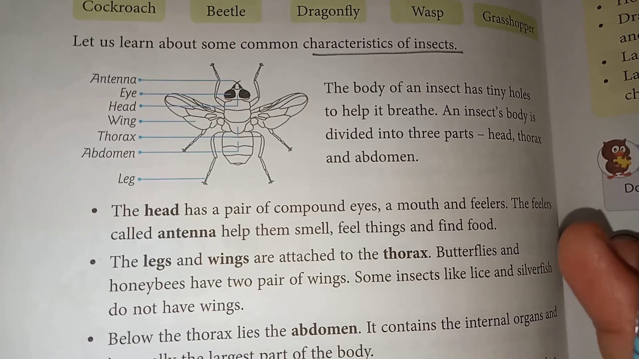 Class 3/ lesson 11/ Characteristics of insects - YouTube