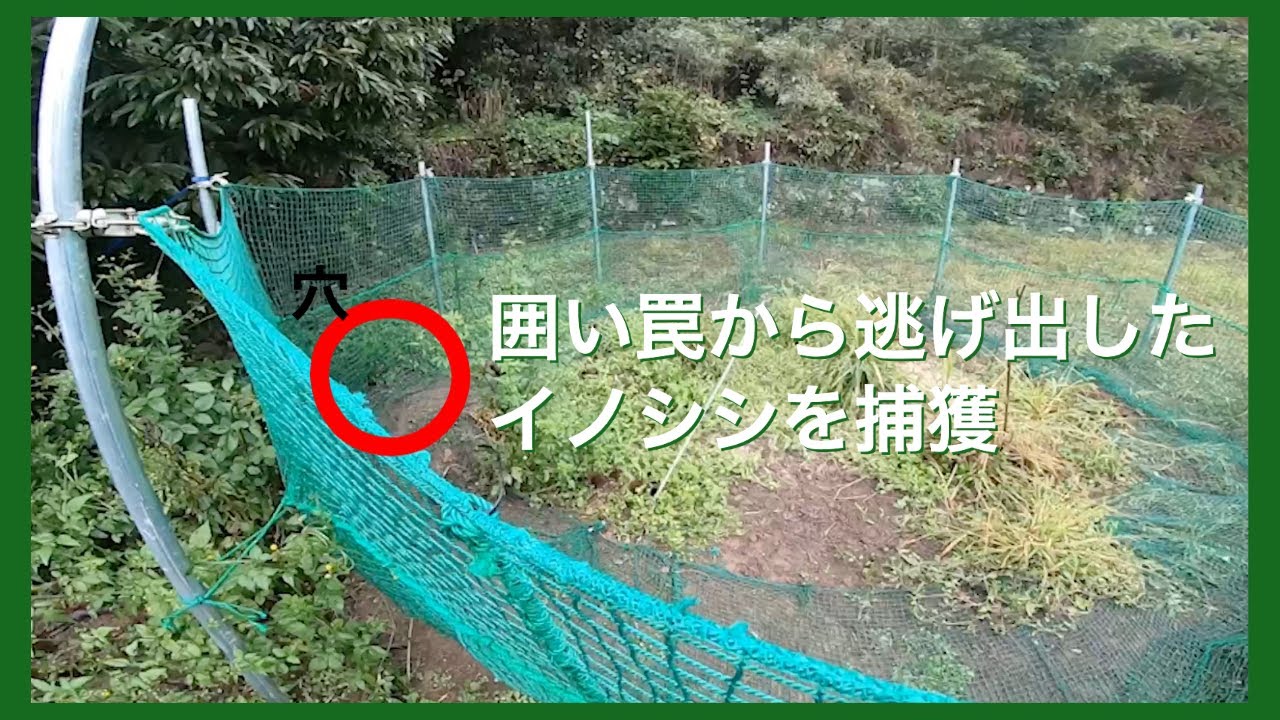 囲い罠から逃げ出したイノシシをくくり罠で捕獲しました!ついでにアラホールも設置してみました。 Youtube