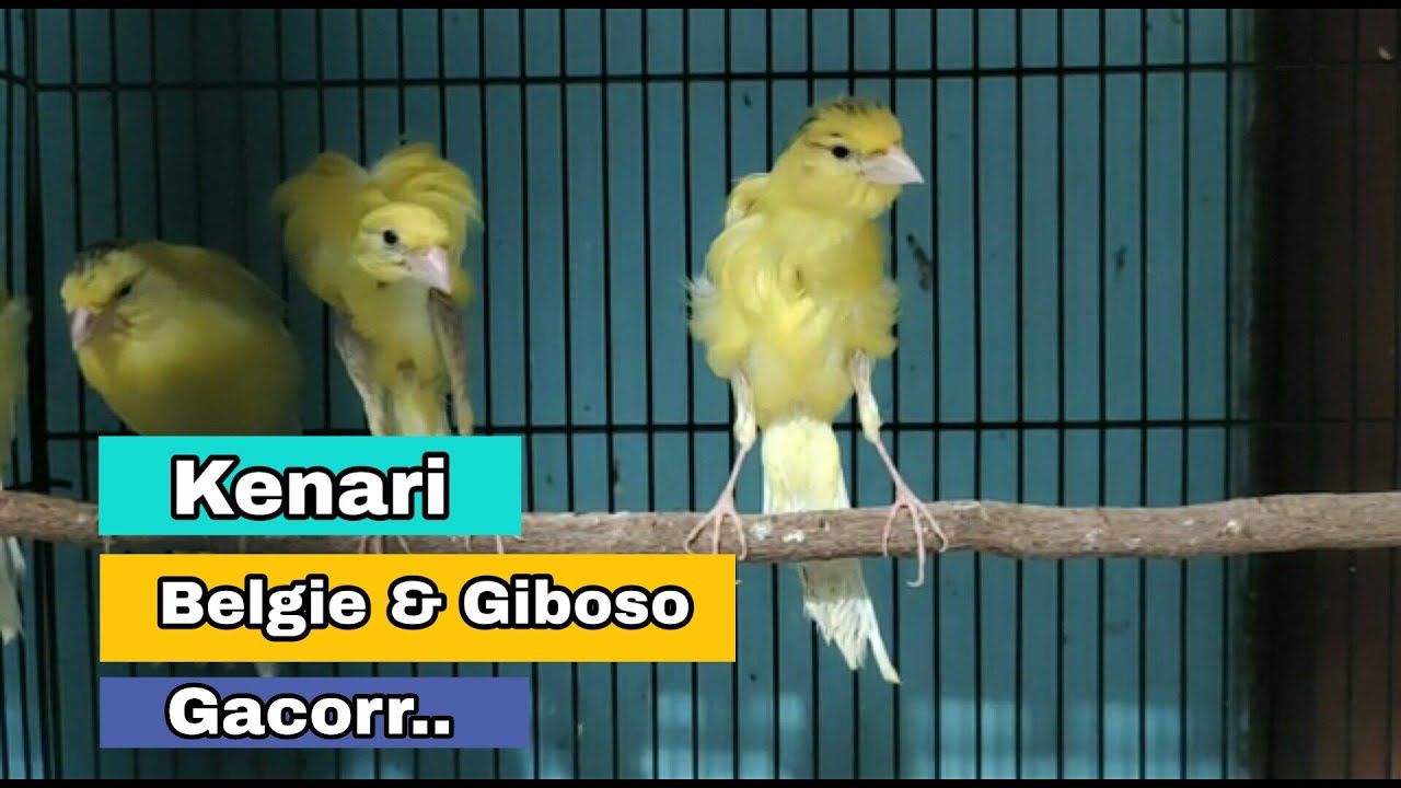 Kenari Giboso dan Belgie Bosso Gacor | Alzafa Canary - YouTube