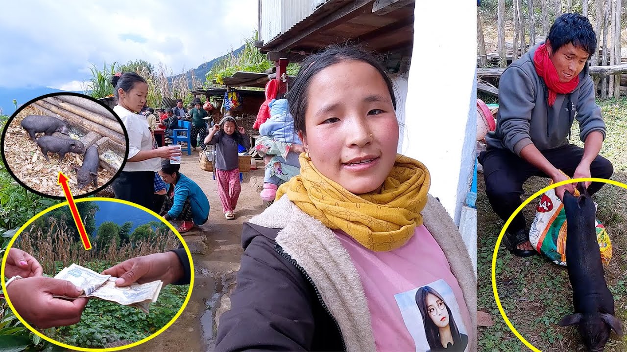 Manjita buying baby pig from village II Nati already made a hut for pig ...