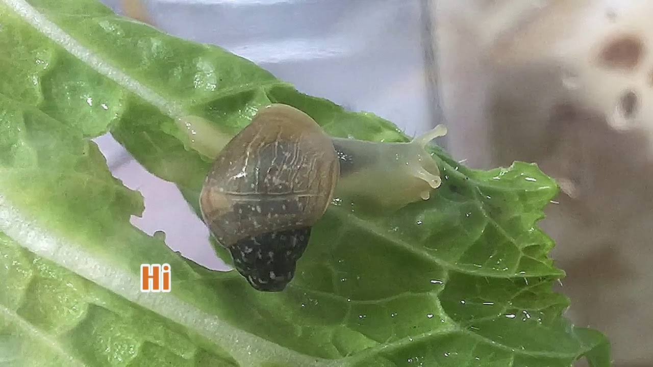 Snails Meal Time - YouTube