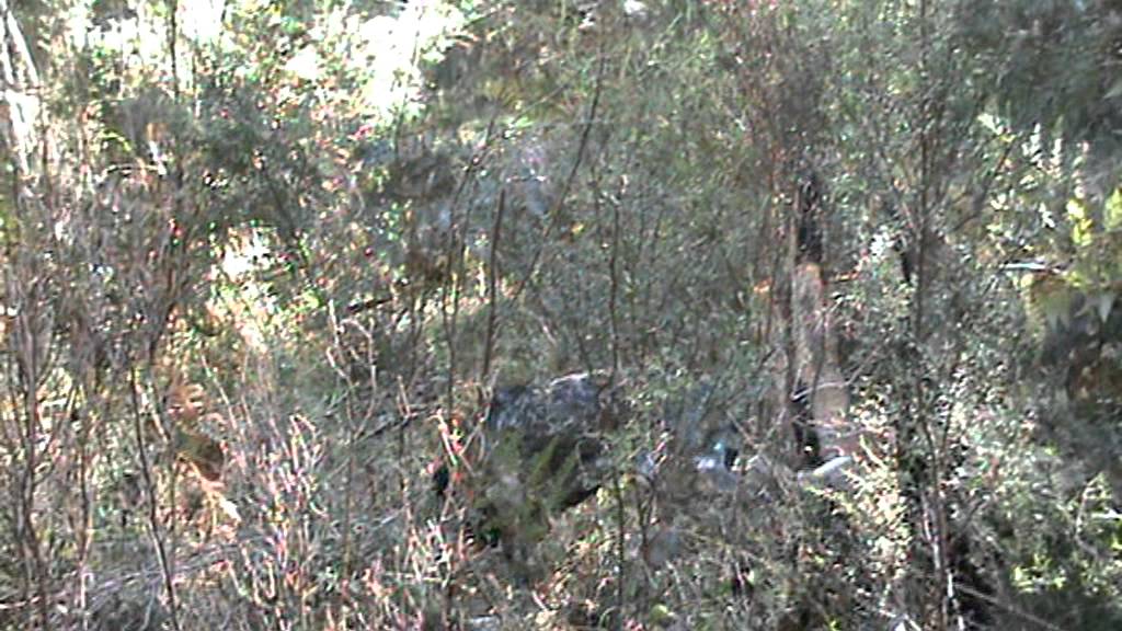 Sambar Deer Stalking - muddy stag.MPG - YouTube