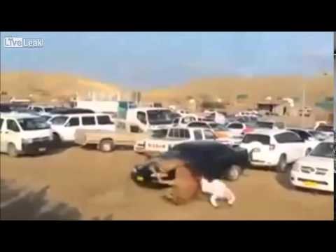 LiveLeak.com - Camel Race Gone Wrong, Camel racing - YouTube