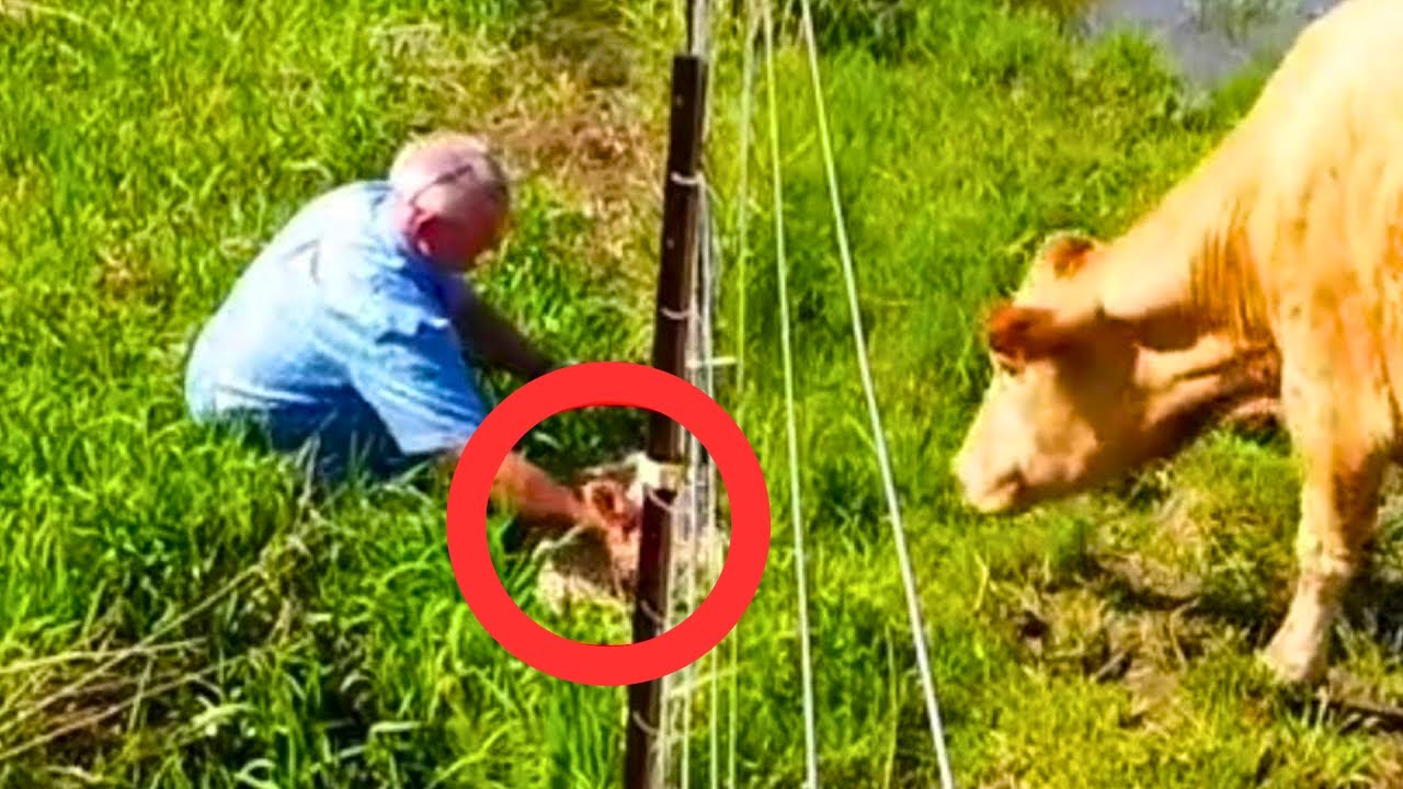Farmer Stunned as Cow’s Odd Behavior Leads to Astonishing Discovery ...