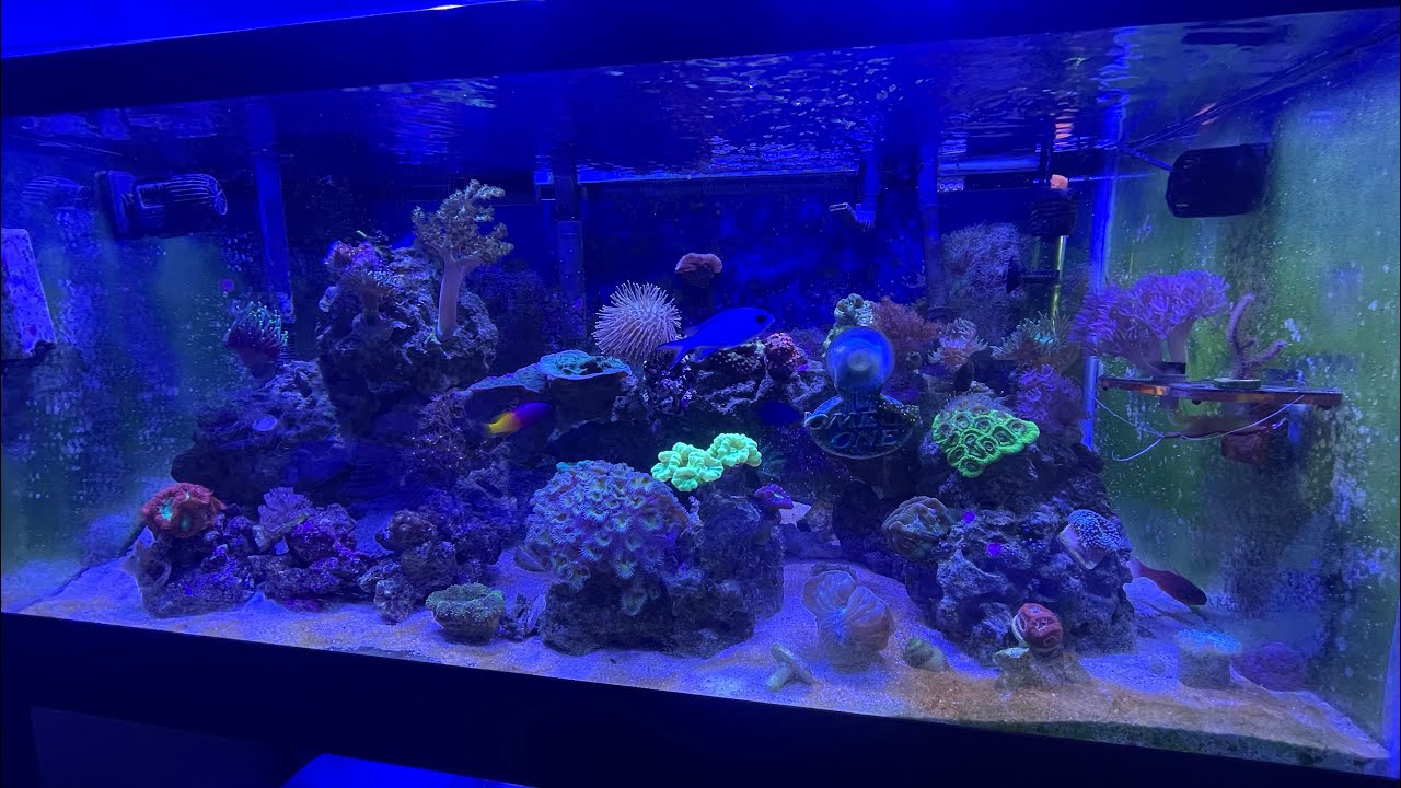 40 gallon reef tank - YouTube