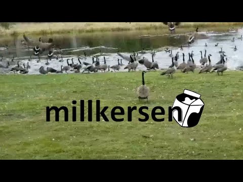 How to Get Rid of Geese! - YouTube