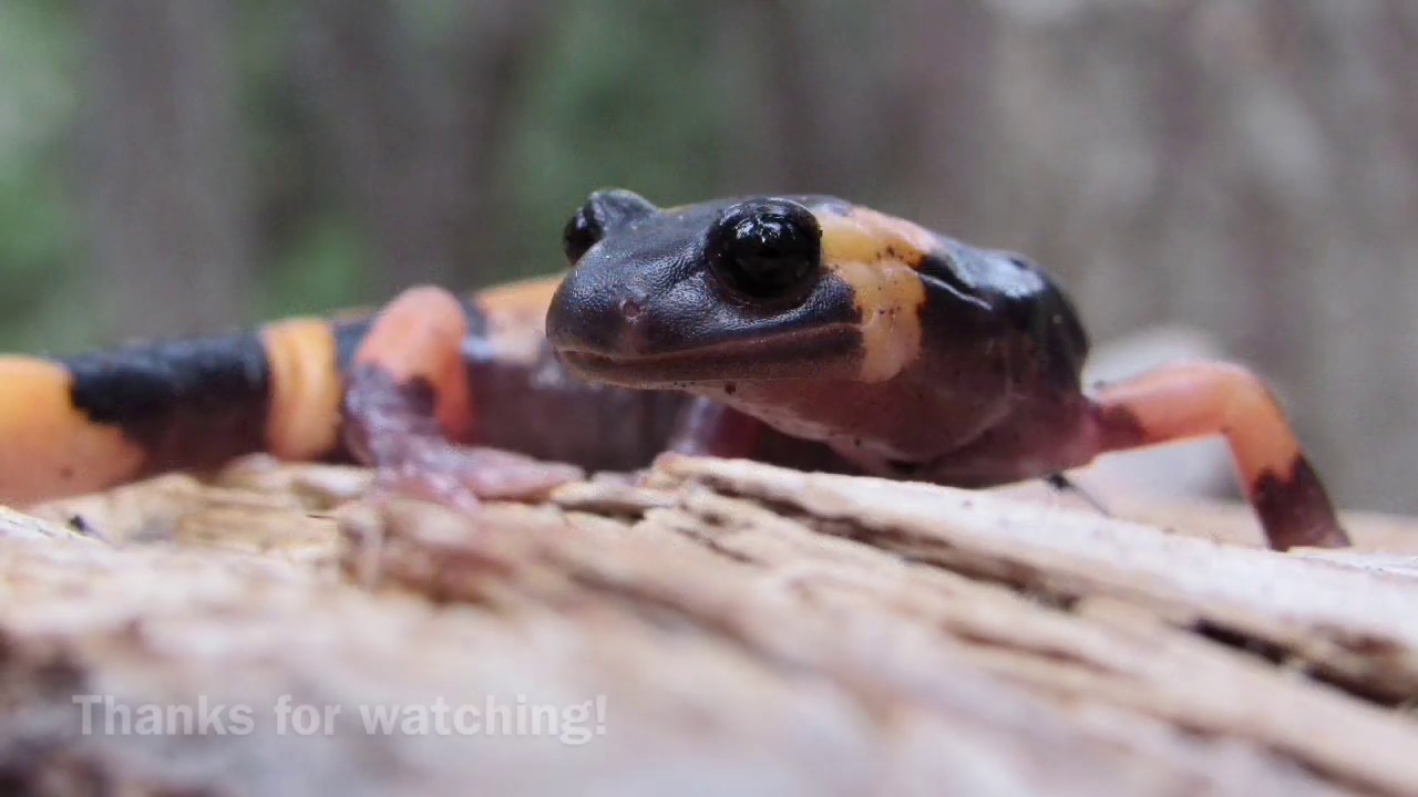 Herping for Salamanders in SoCal Mountains! - YouTube