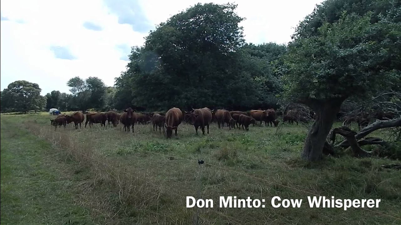 Don Minto, Watson Farm Cow Whisperer - YouTube