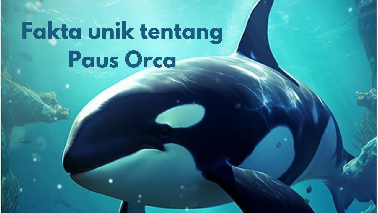 Fakta unik tentang Paus Orca. - YouTube