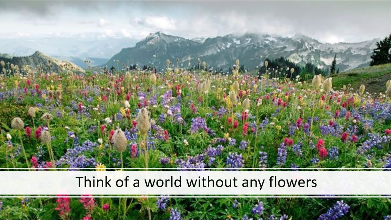Think of a world without any flowers played 5th September 2021 - YouTube