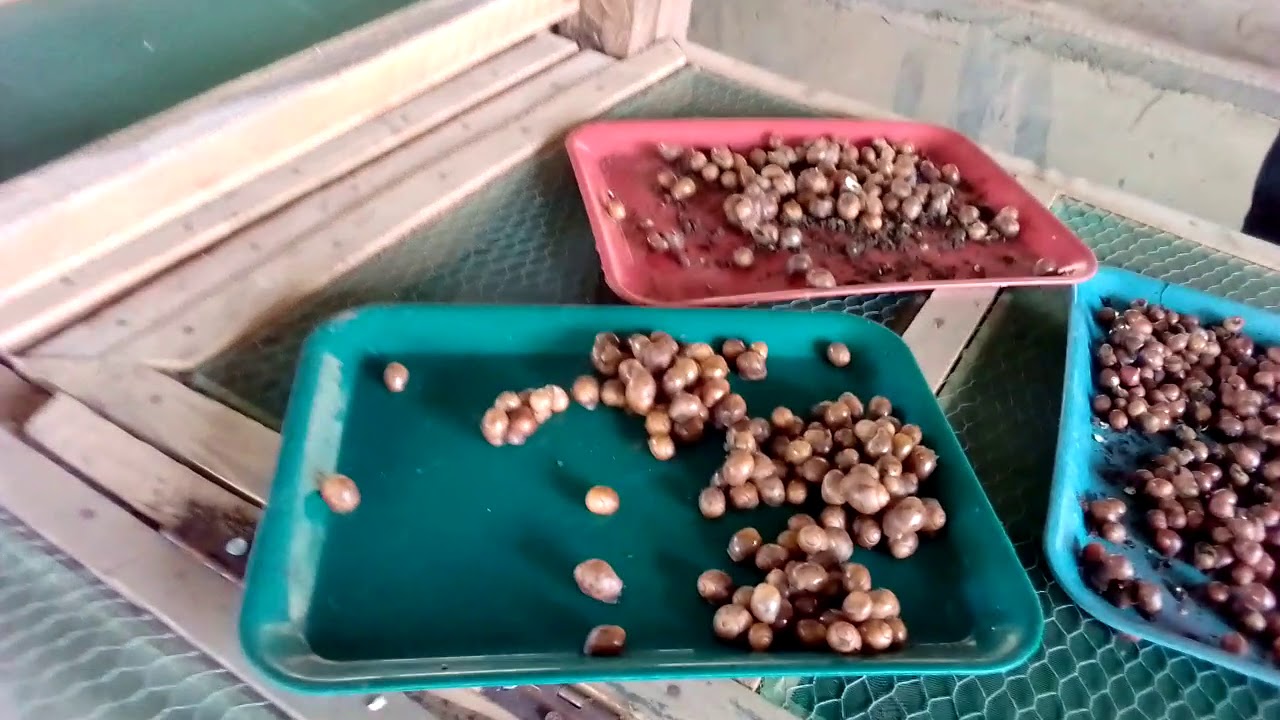 Exhibition of snail eggs and hatchlings in less than three months of ...