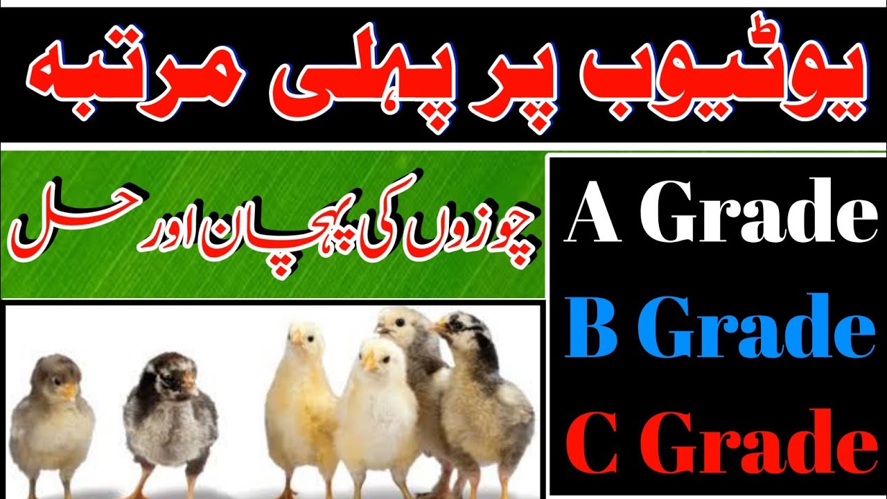 What is the difference between A B and C grade Chicks 2021 - YouTube