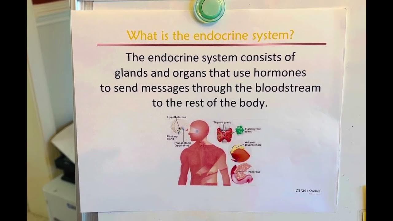CC Cycle 3 week 11 Science Endocrine System - YouTube