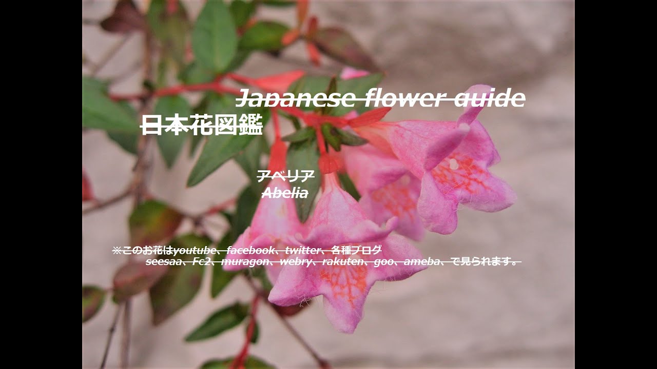 石垣に可愛く？！Is it cute to Ishigaki? !! アベリア Abelia 季節の花 日本花図鑑 Japanese ...