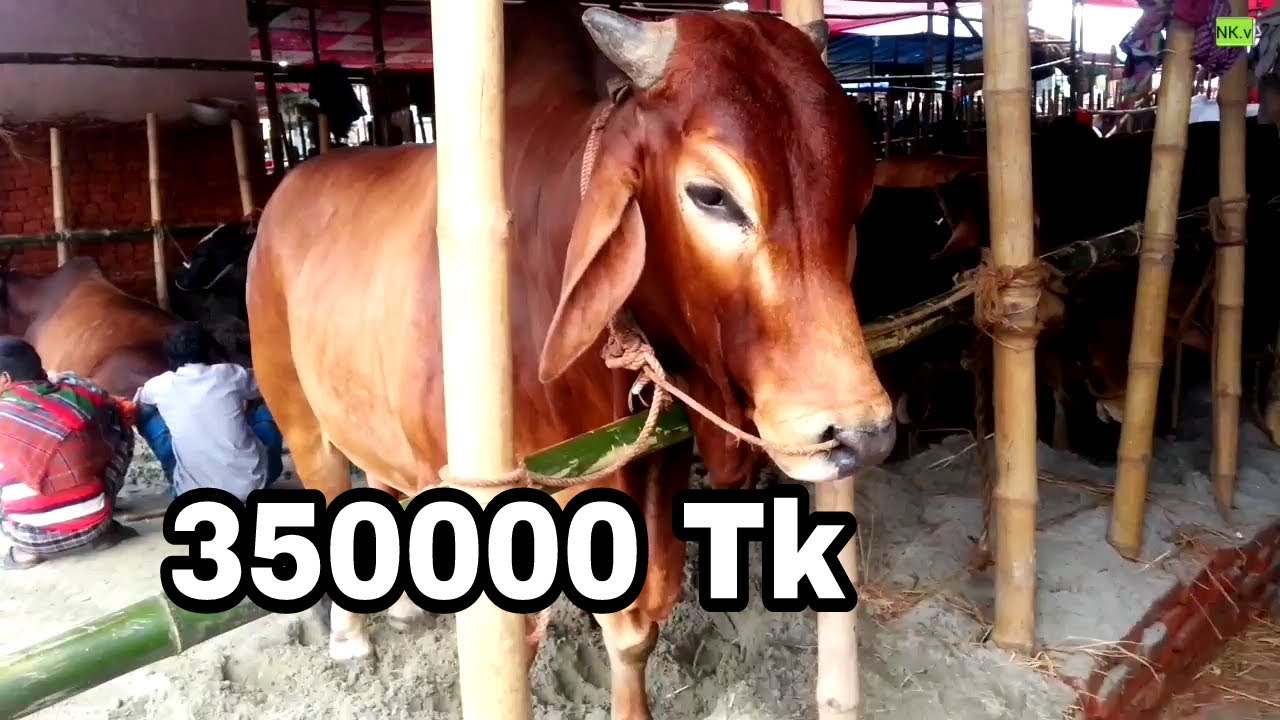 Gabtoli Qurbanir Hat 2017 | Biggest Eid Cow Market in Dhaka - YouTube