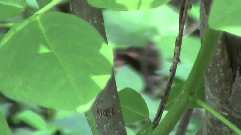 Sheema konna - YouTube