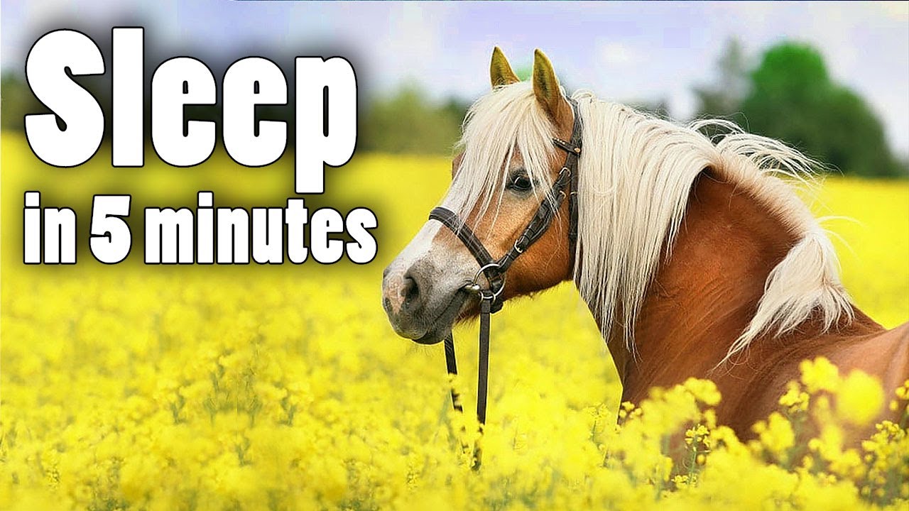Beautiful Horses Relaxing Music Stress Relief Meditation Sleep Zen ...