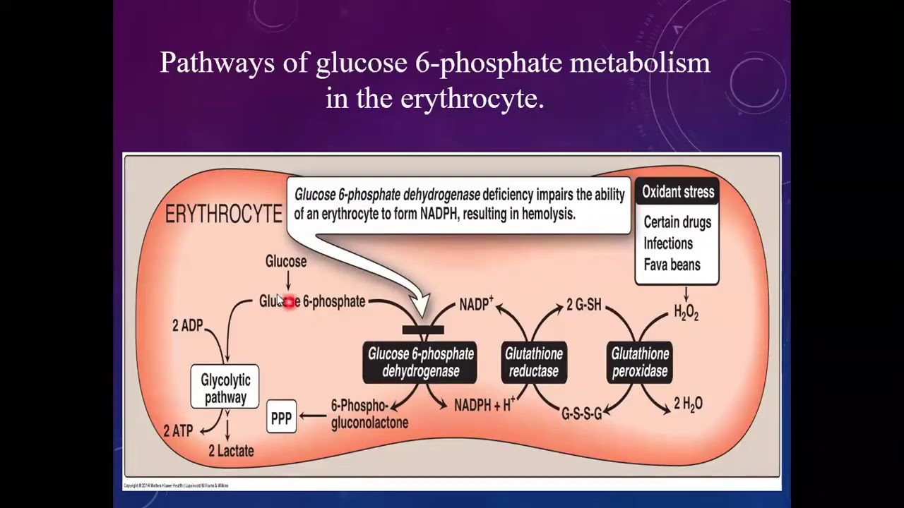 Biochemistry lec 23 morning - YouTube