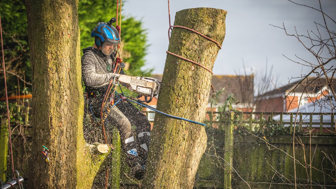 Two Rope Takedown - Arbor Ace Tree Care - YouTube