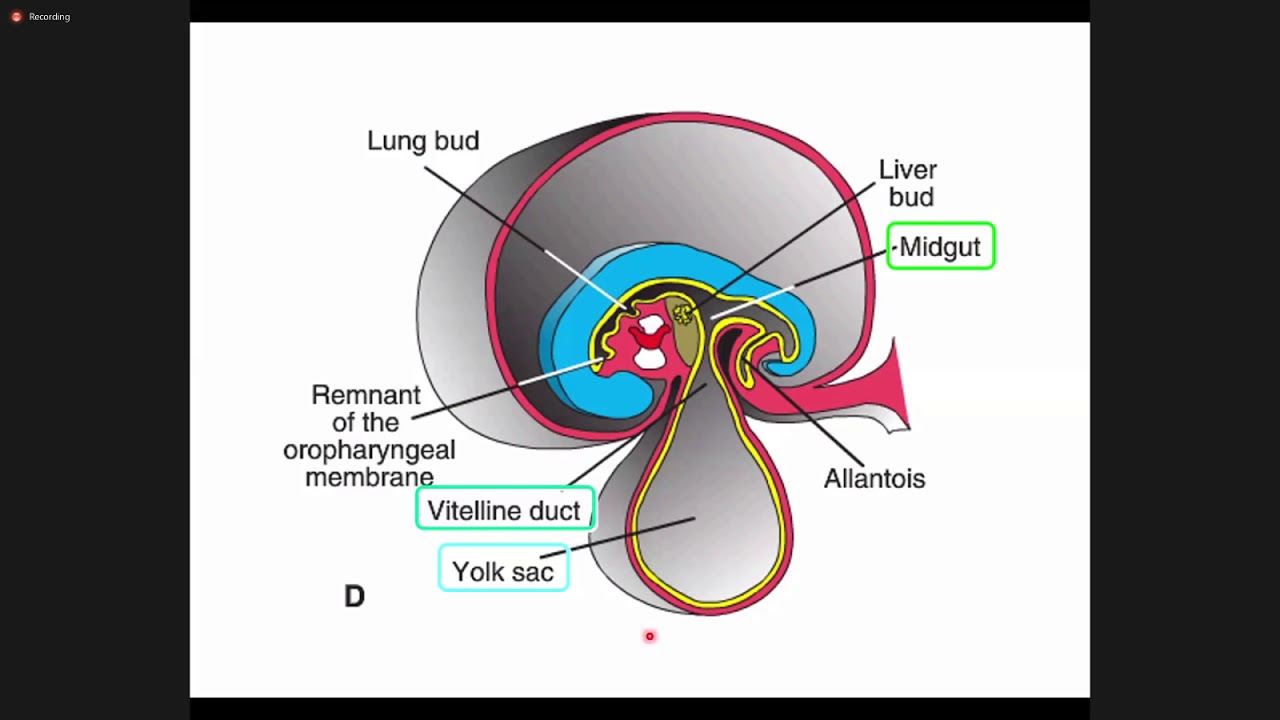 Embryology Anatomy