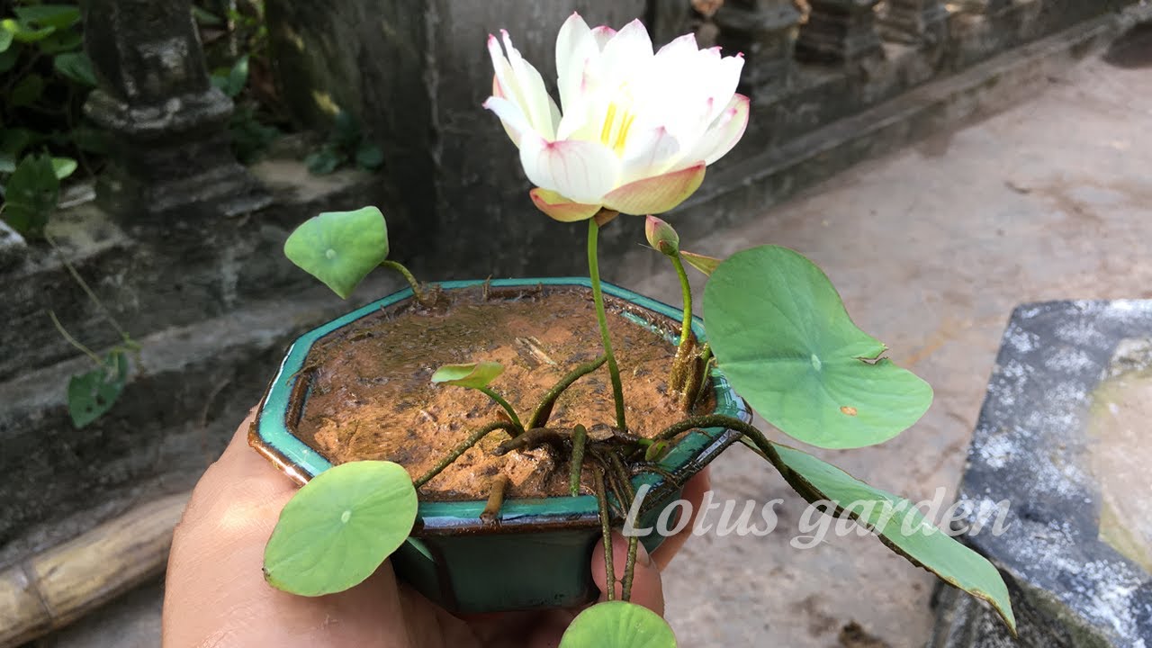 How can a lotus flower bloom in a small pot? | Grow mini lotus at home ...